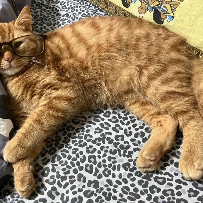 Рыжий кот