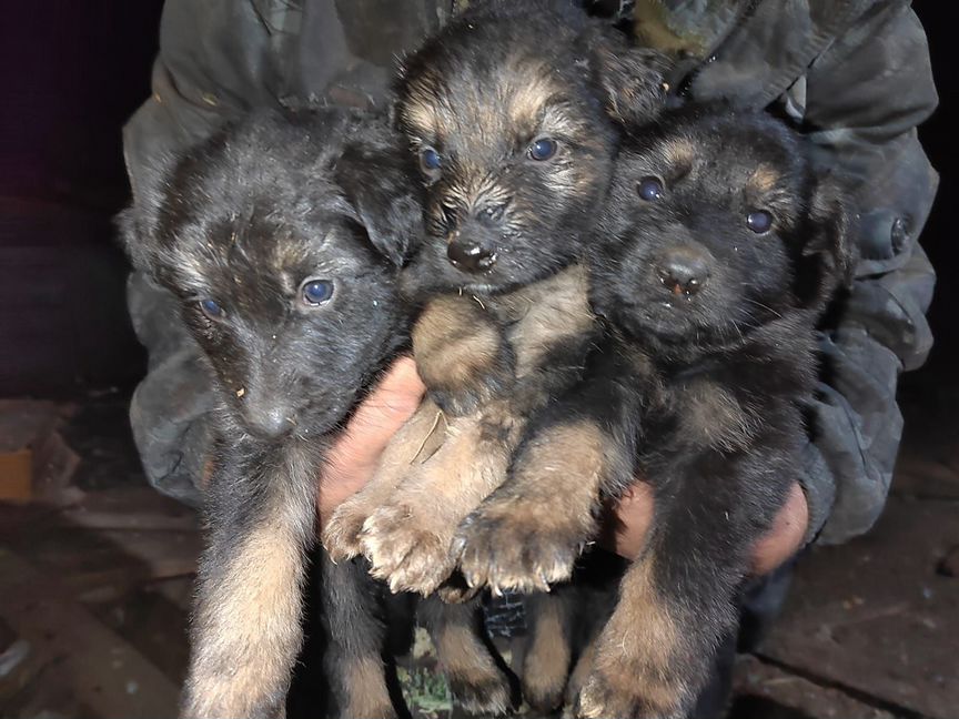 Домашние животные собаки