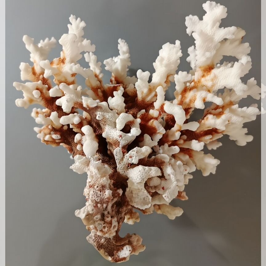 Морской коралл натуральный