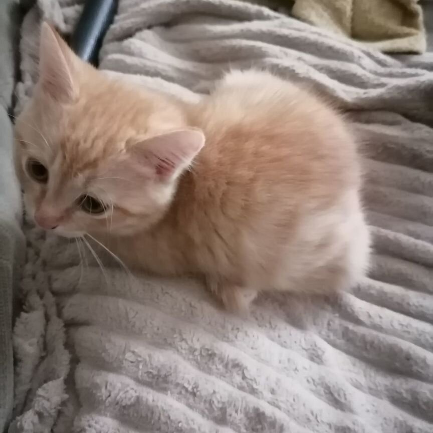 Котята в добрые руки бесплатно