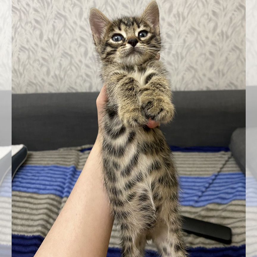 Котенок (мальчик) полубенгал