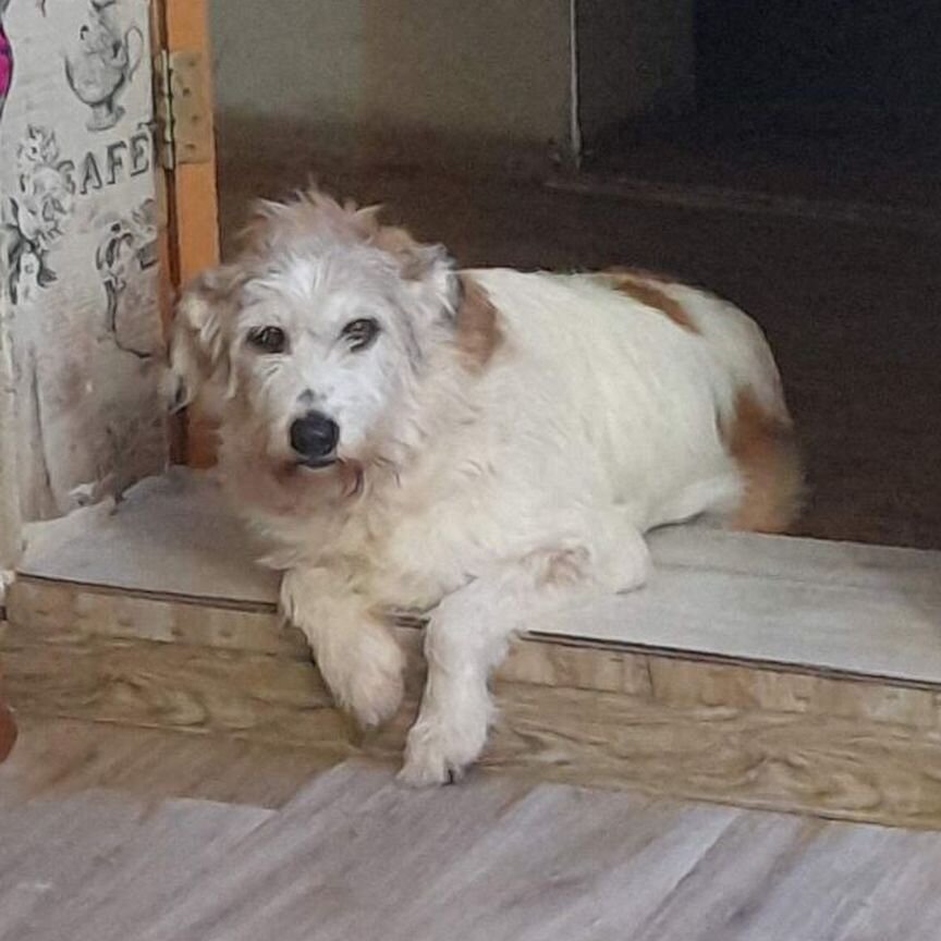 Миттельшнауцер, взрослый пёс