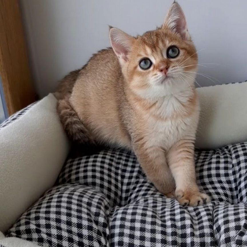 Шотландский прямоухий короткошёрстный котёнок