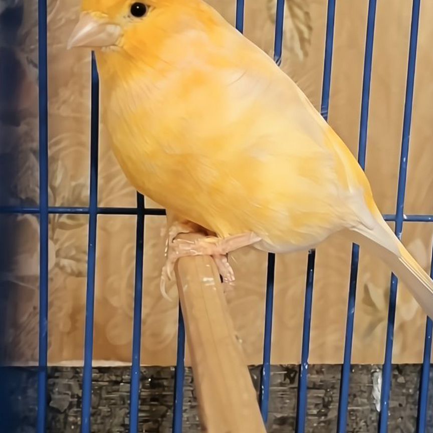 Канарейка кенар