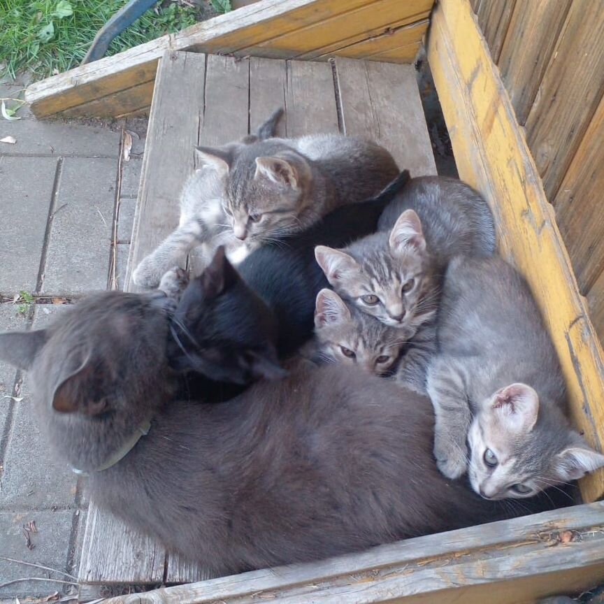 Кошка, котята