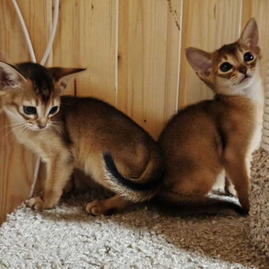 Абиссинские котята