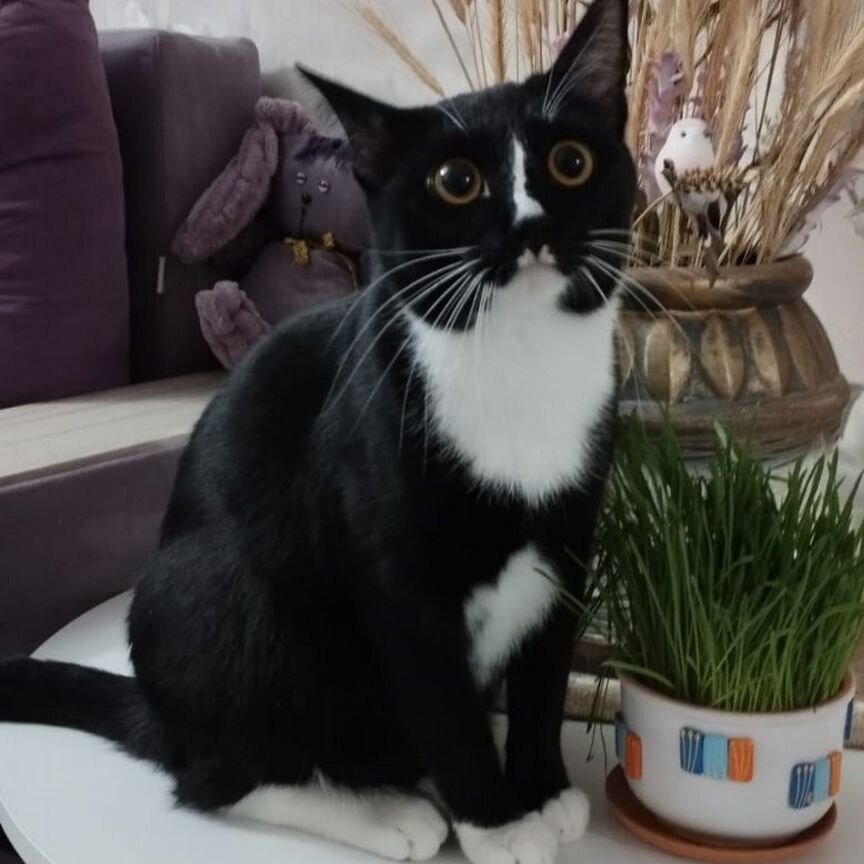 Очаровательный котик ищет дом