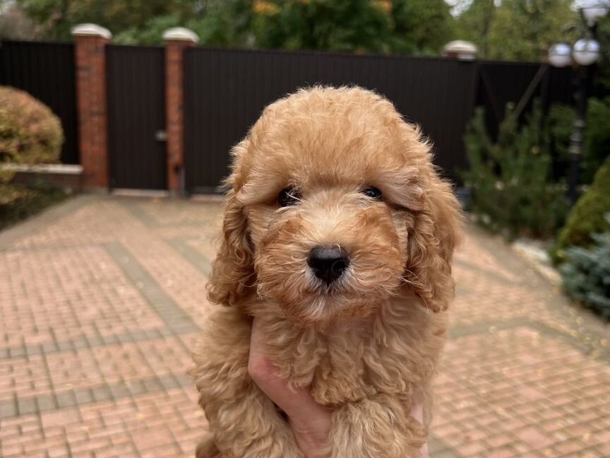 Той-пудель РКФ мальчик абрикосик