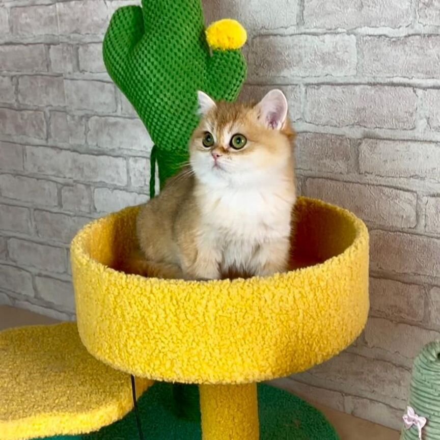 Британские котята, мальчик