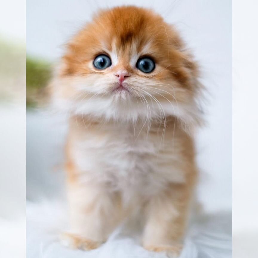 Шотландские котята. Золотая шиншилла