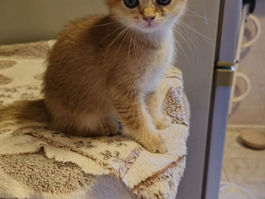 Золотистый мальчик