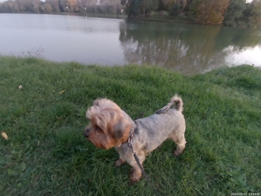 Йоркширский терьер