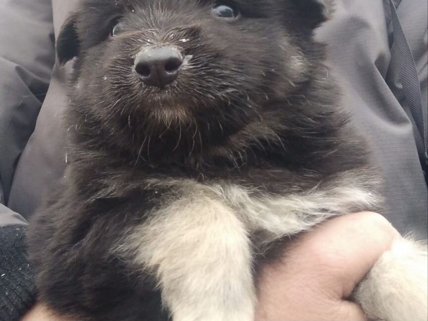 Собака в добрые руки отдам бесплатно щенки