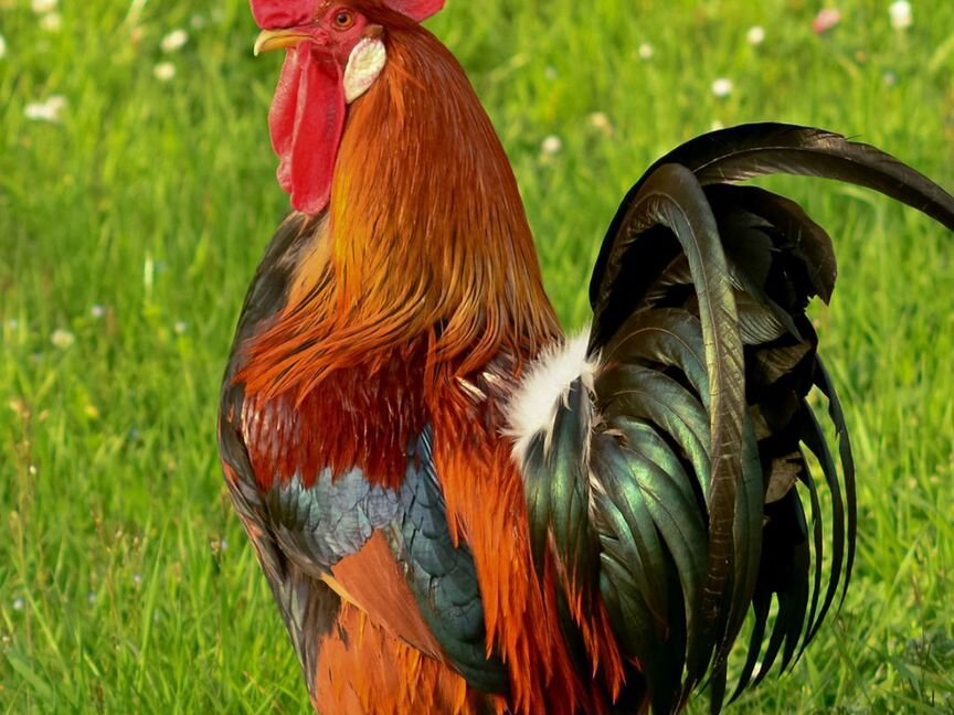 Петух бесплатно