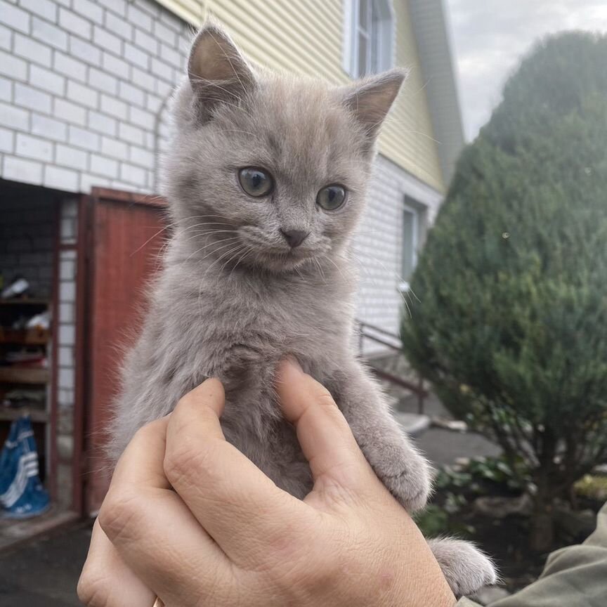 Шатланские котята