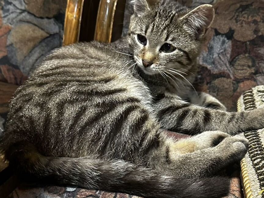Котенок в добрые руки