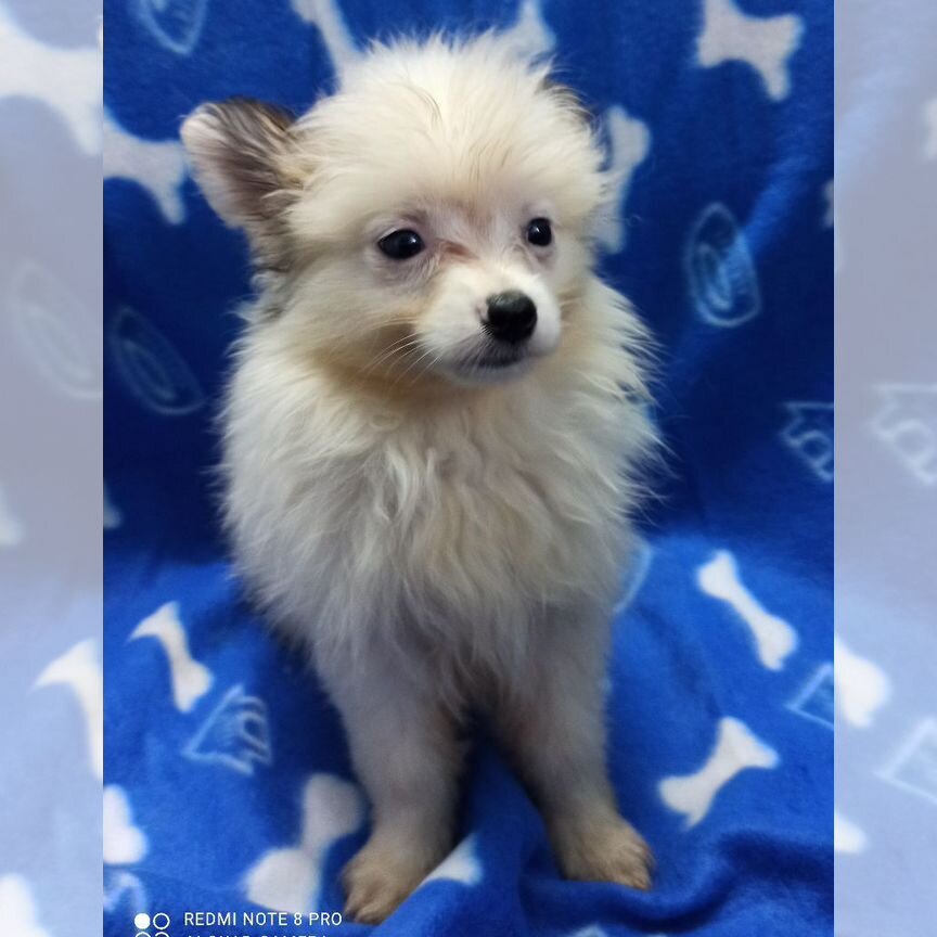 Немецкий шпиц, щенок