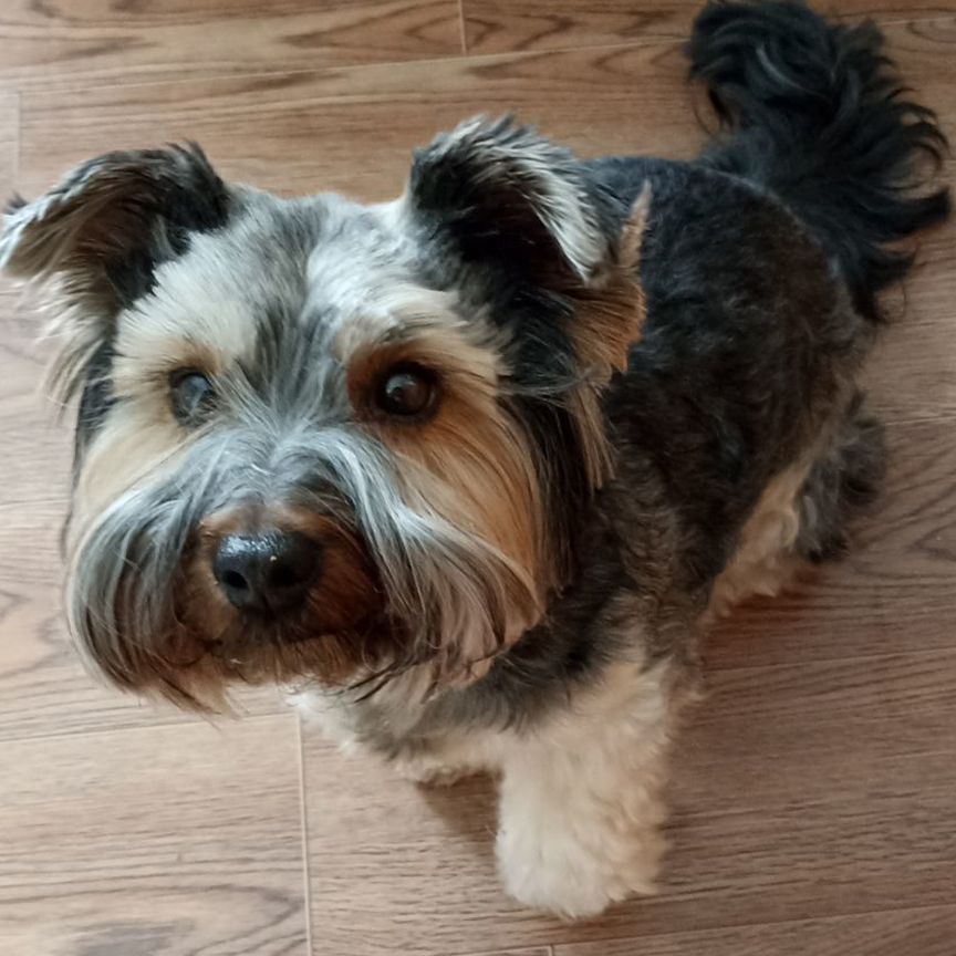 Йоркширский терьер