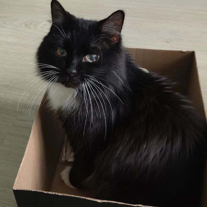 Черная кошка бесплатно