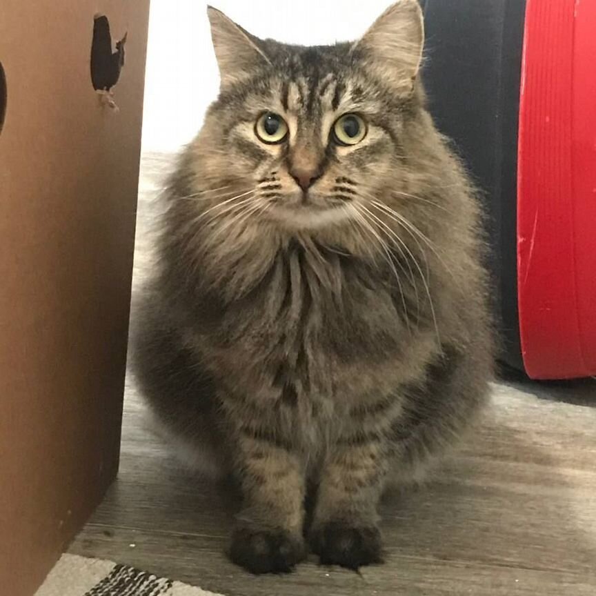 Взрослая, Девочка кошка в добрые руки