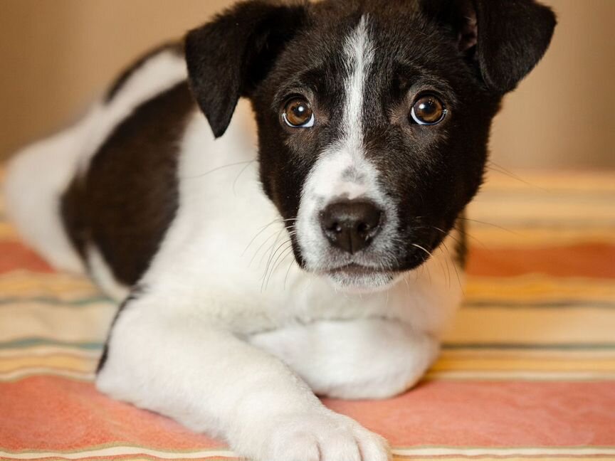 Щенок небольшой собаки в дар