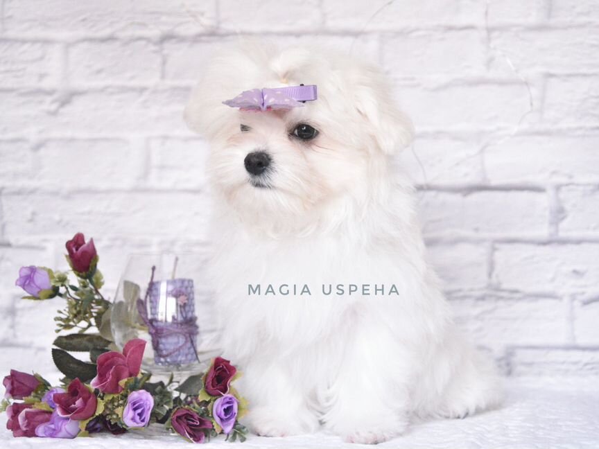 Мальтийская болонка девочка