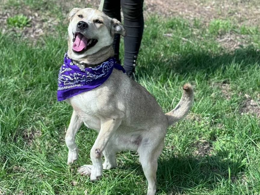 Веселая Бренди ищет родителей