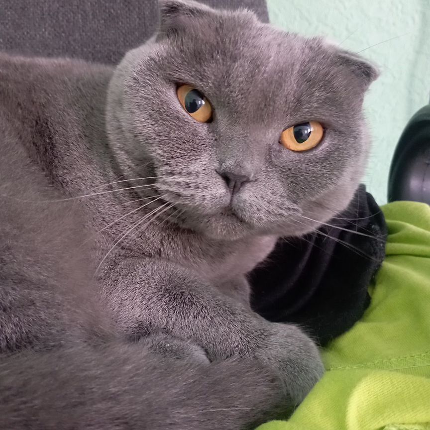 Кошки в добрые руки бесплатно