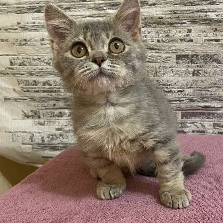 Голубая коротколапая девочка