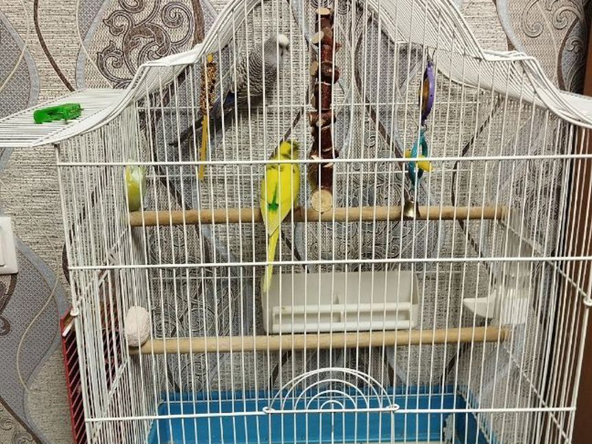 Попугайчики