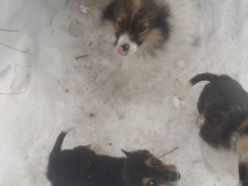 Адам в хорошие в руки щенка