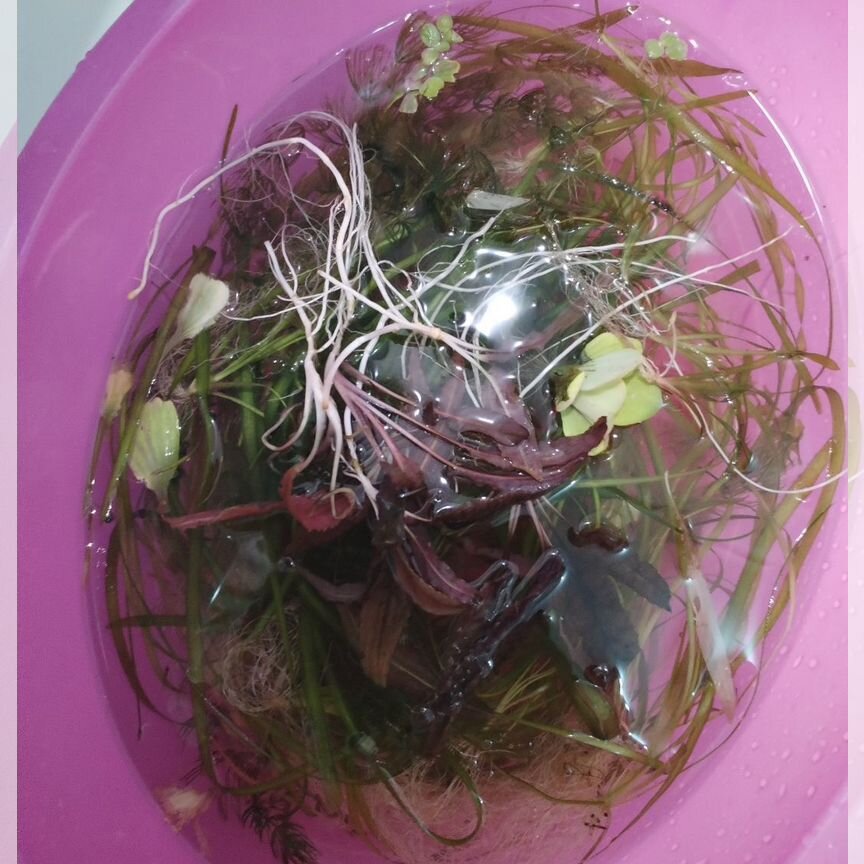 Прополка аквариумное растение