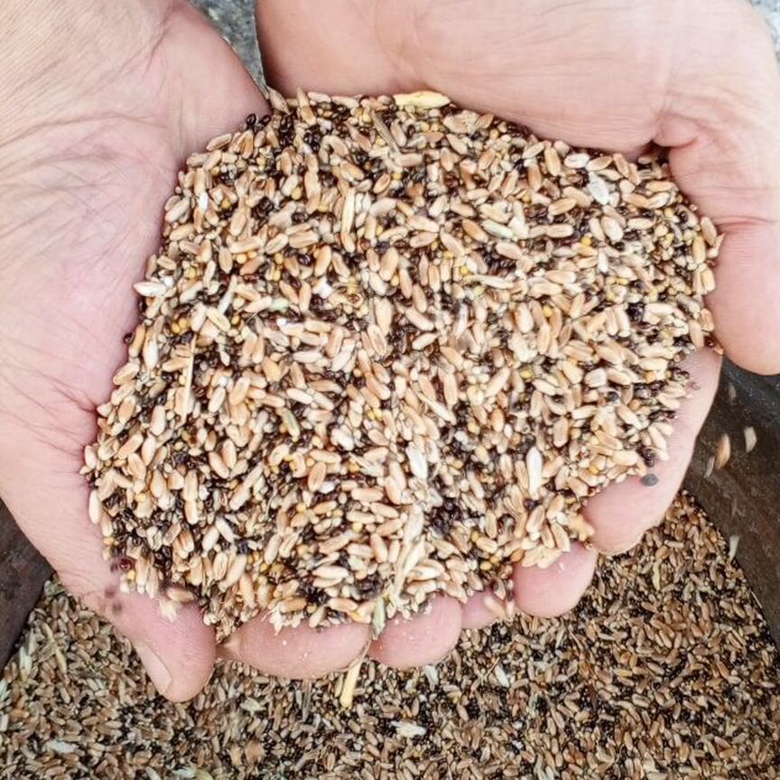 Зерновые отходы