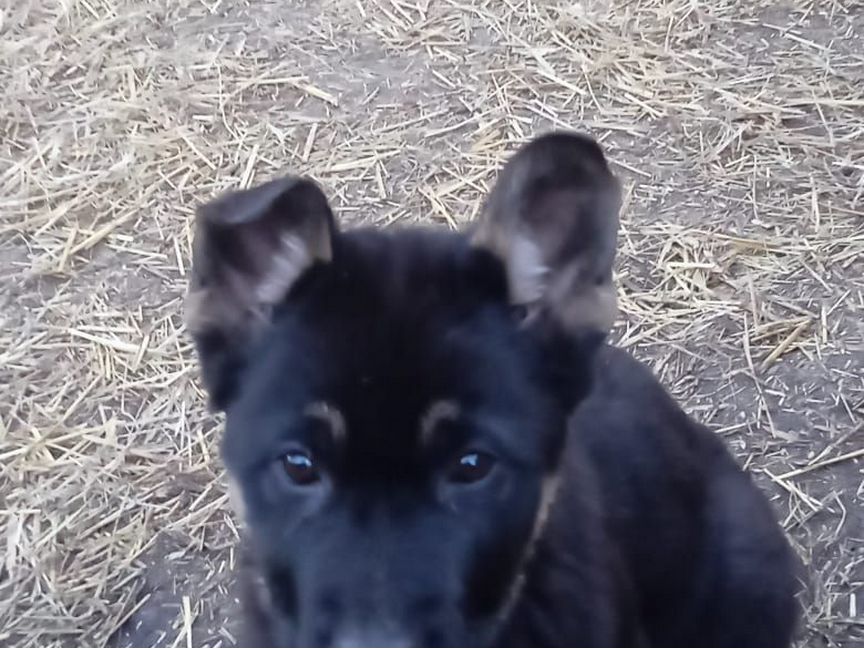 Восточноевропейская овчарка щенки