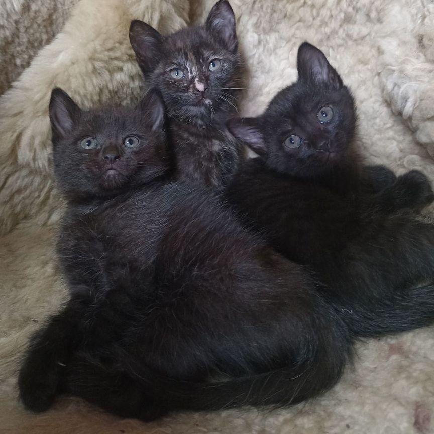 Котята в добрые руки бесплатно