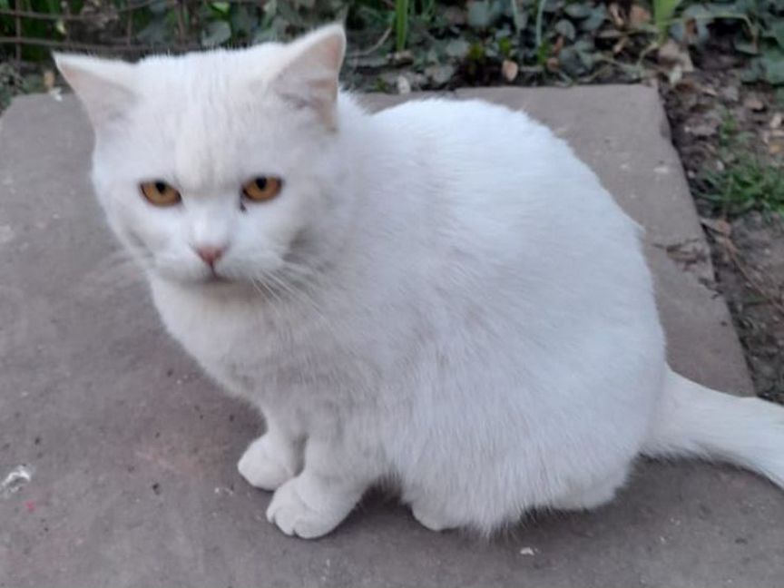 Кошка турецкая ангора