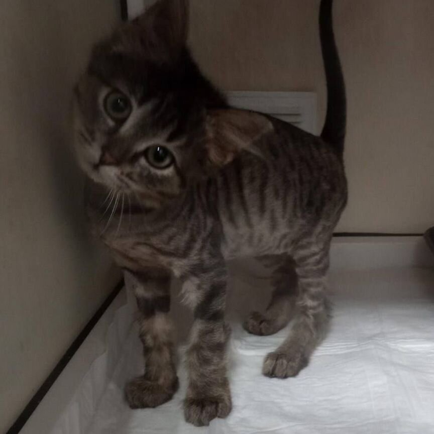 Малышка хочет встретить Новый Год дома