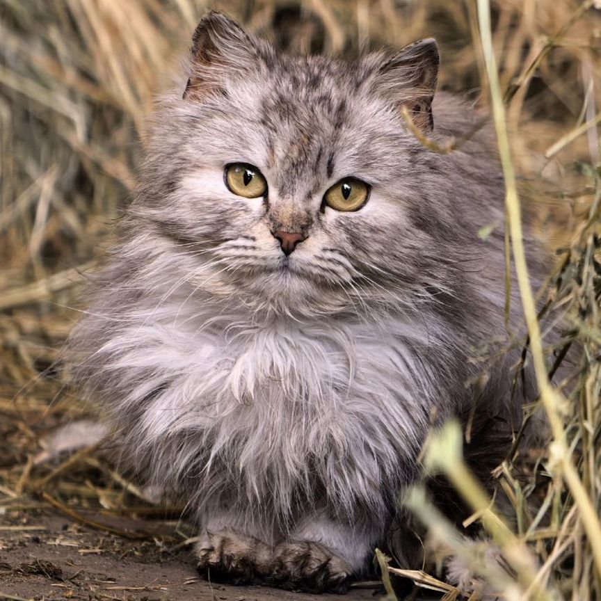 Взрослая, кошка в добрые руки