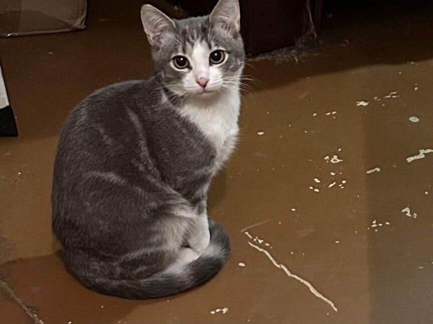 Котенок, 6мес, нужен дом, помогите