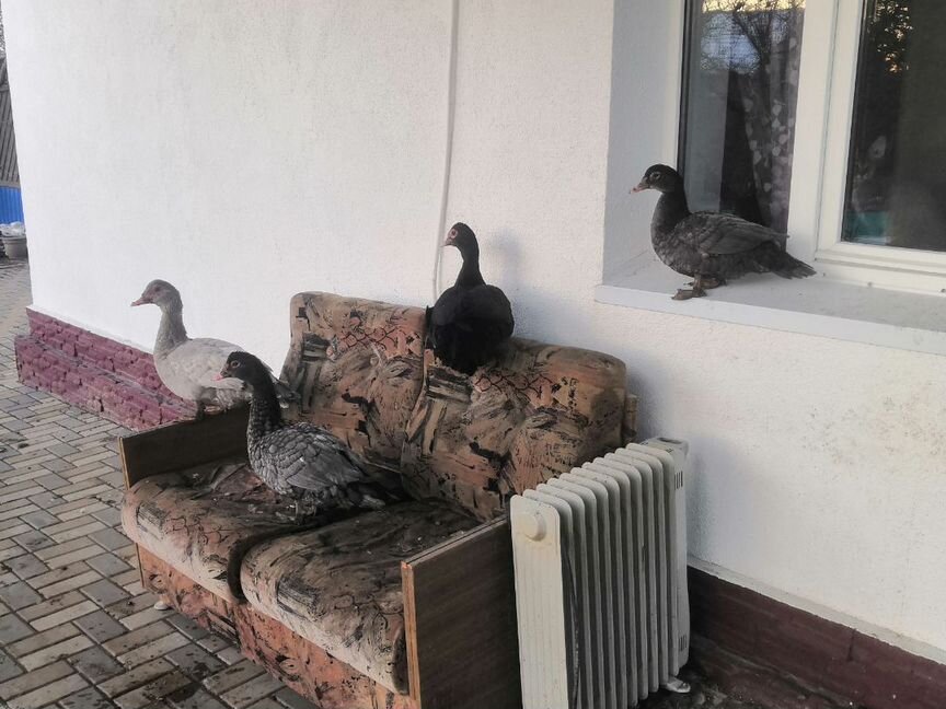 Утки домашние