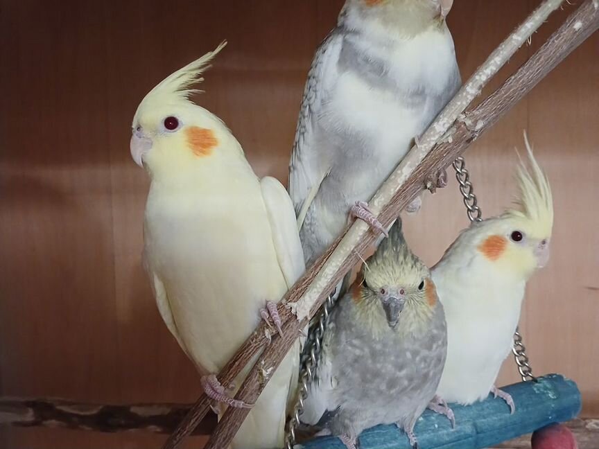 Попугаи каррелы