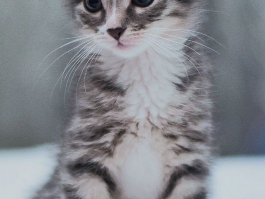 Чудесный котенок Либерти, мальчик
