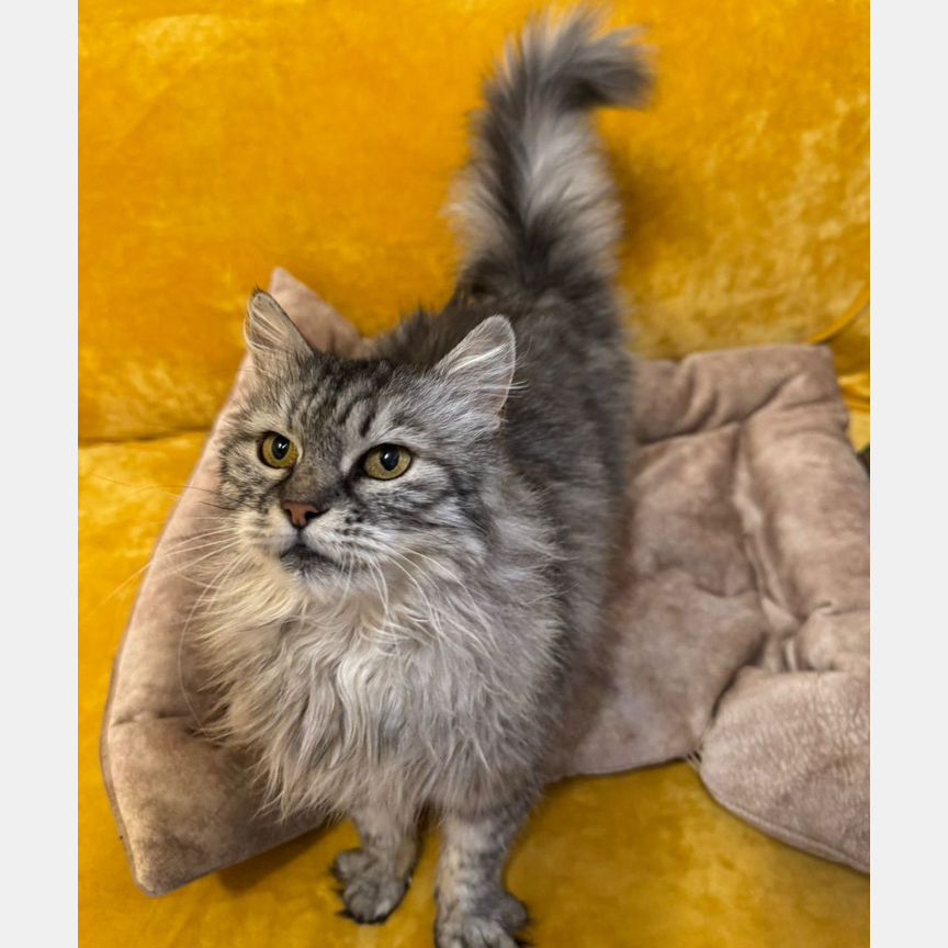 Стерилизованная кошка 5 лет