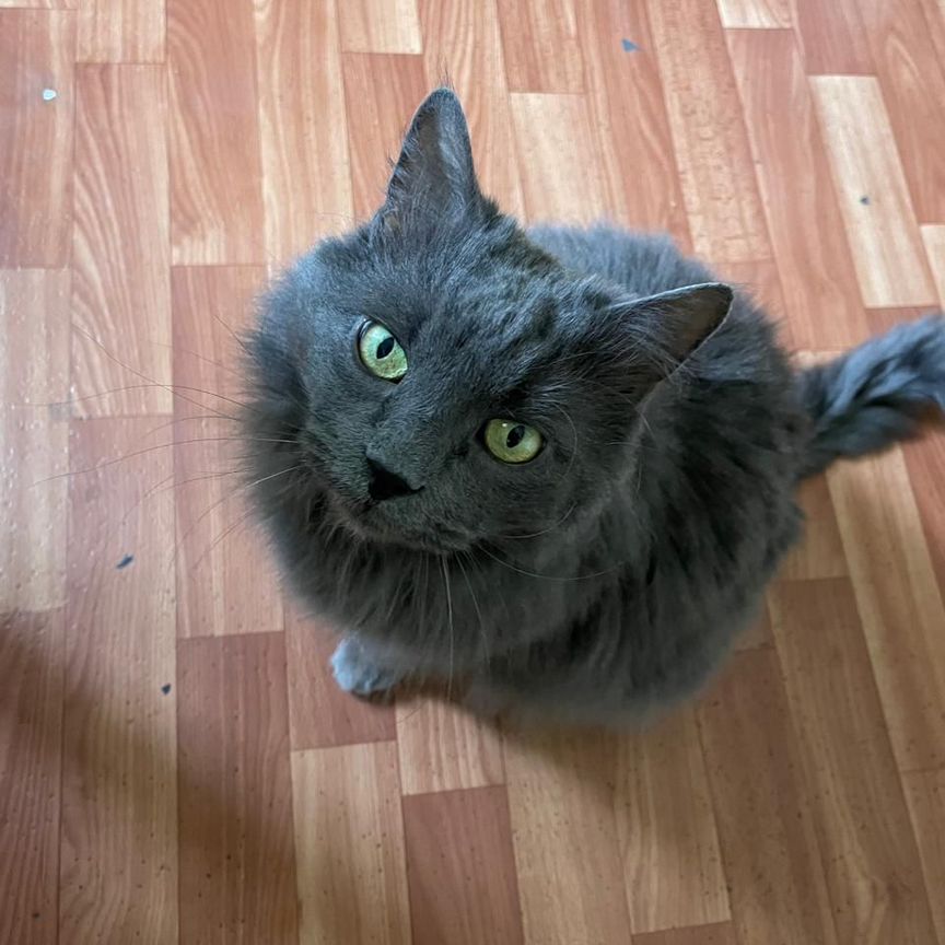 Котик Тепа ищет дом