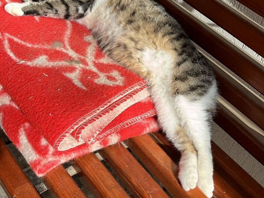 Кошка в добрые руки примерно 5 лет