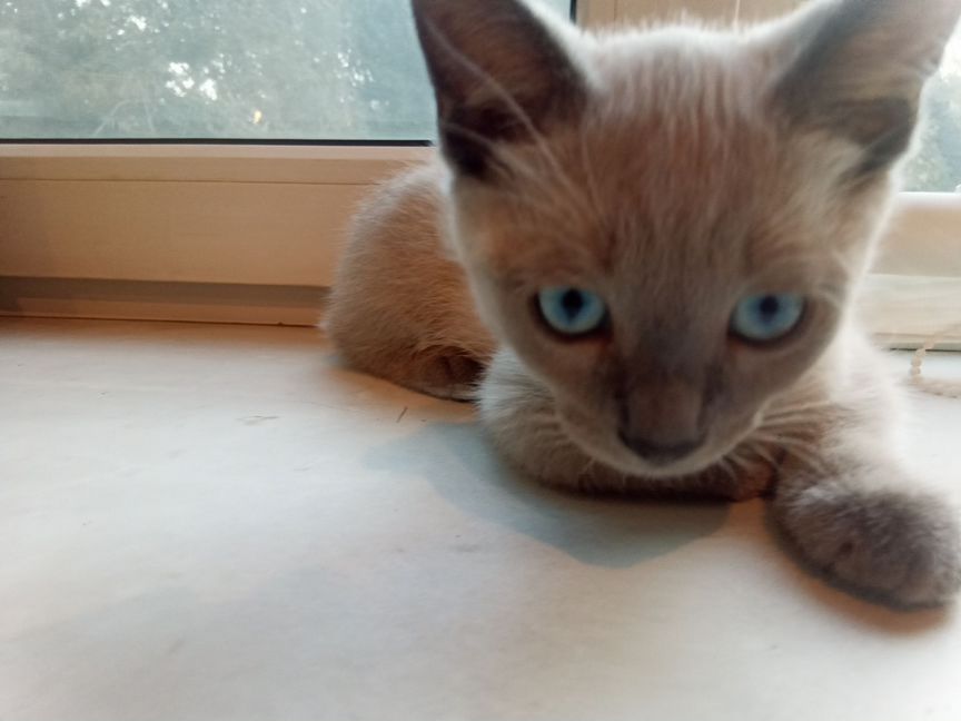 Котенок в добрые руки