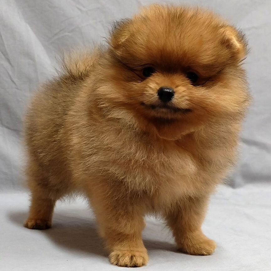 Померанский шпиц, щенок