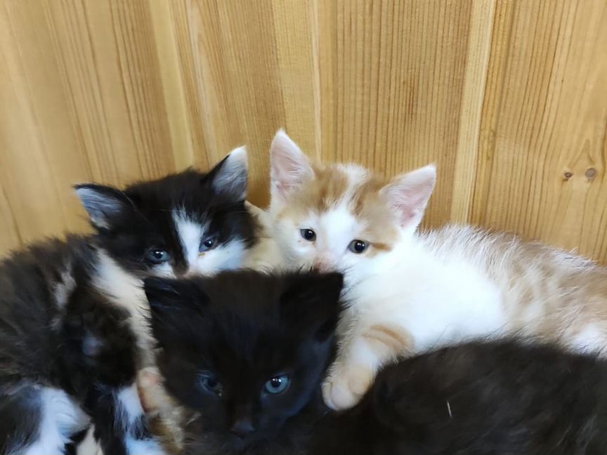 Котята в добрые руки бесплатно