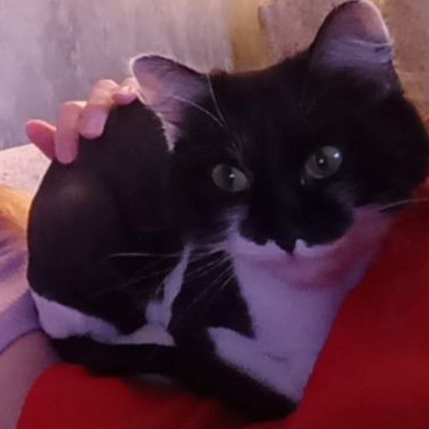 Взрослая, кошка в добрые руки