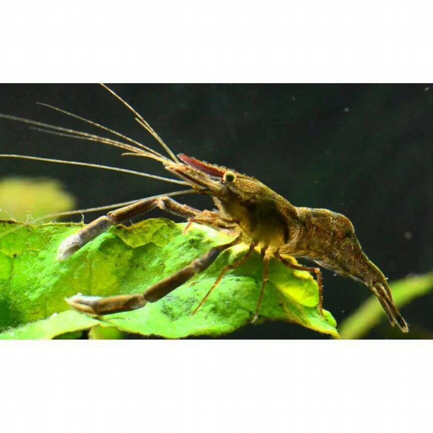 Креветким макробрахум